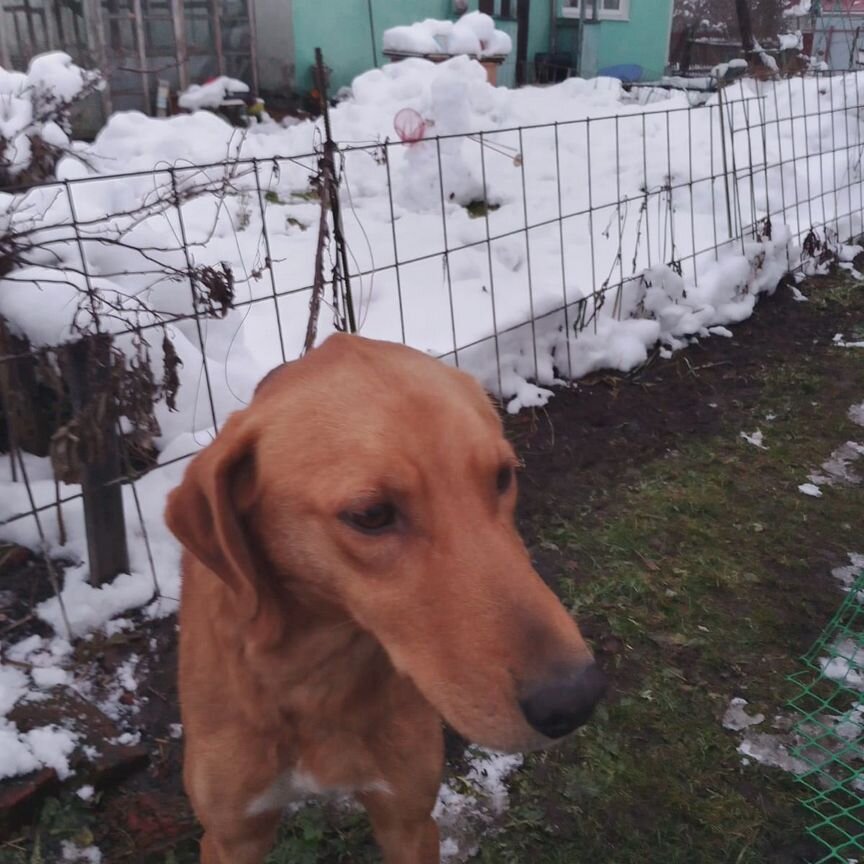 Охотничьи собаки найдено