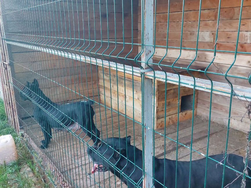 Щенки Кане Корсо