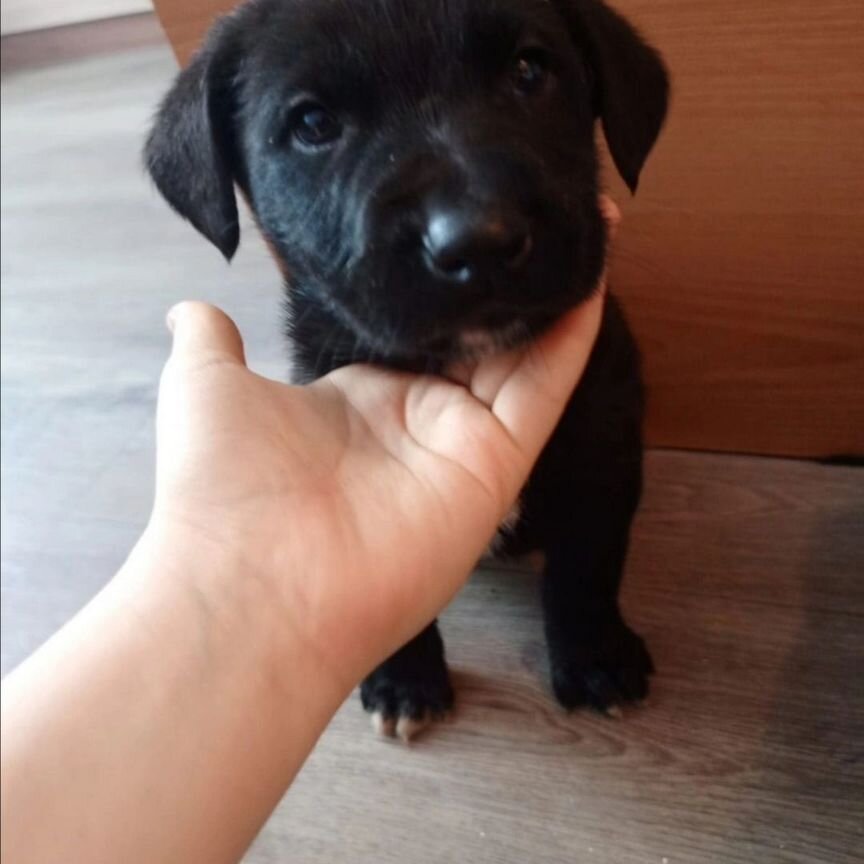 Щенки в добрые руки