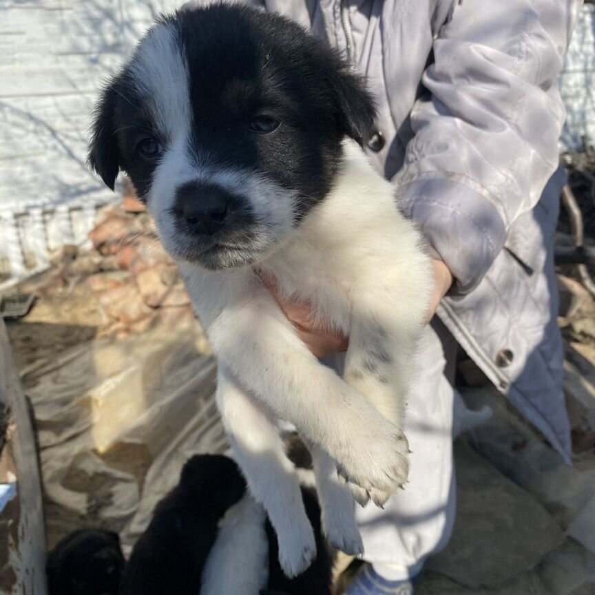 Собаки бесплатно в добрые руки щенки