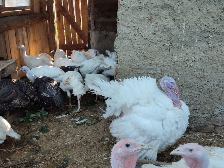 Домашняя индейка