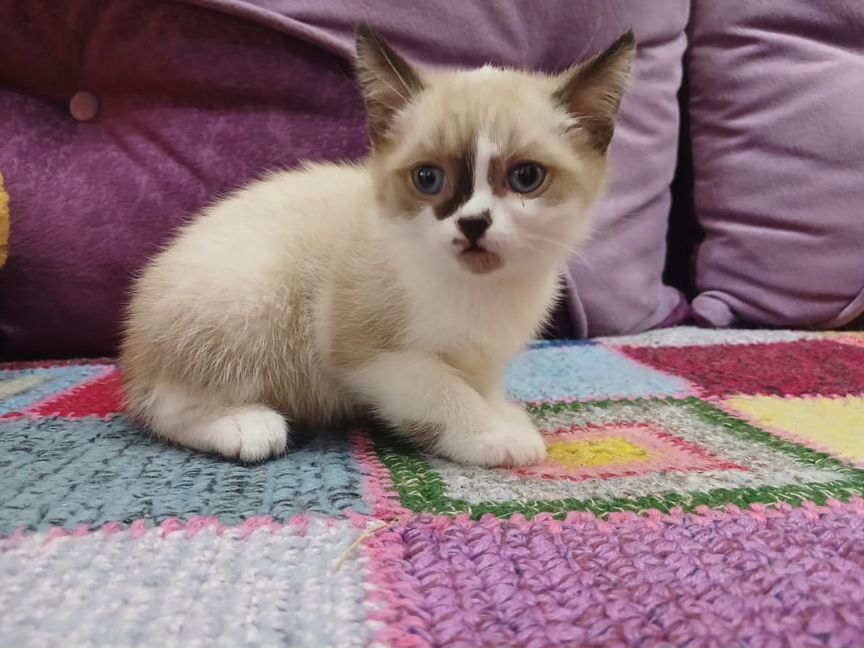 Котик