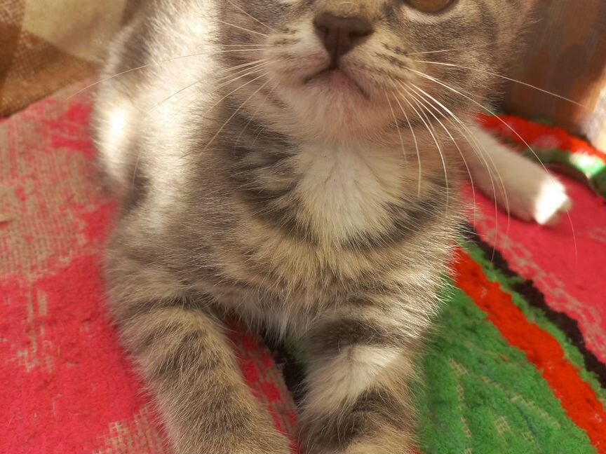 Шотланские котята