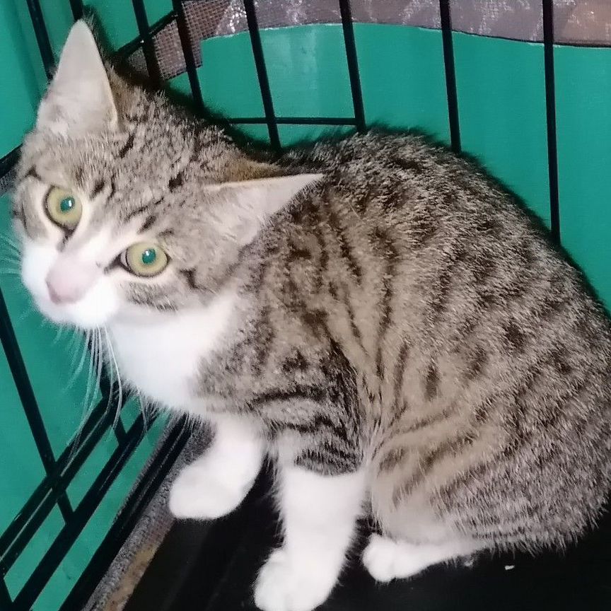 Отдам котёнка рысенка в добрые руки