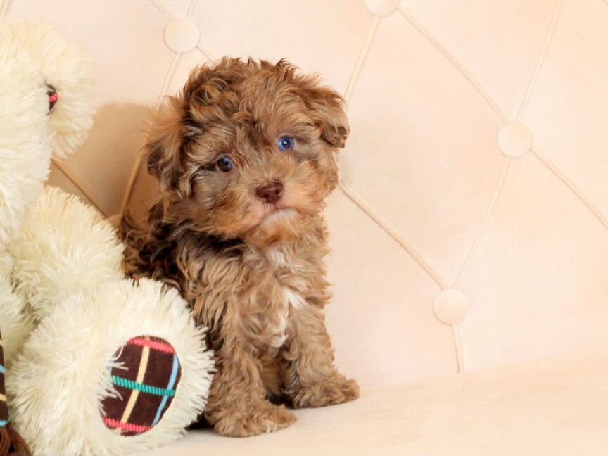 Beby face Maltipoo