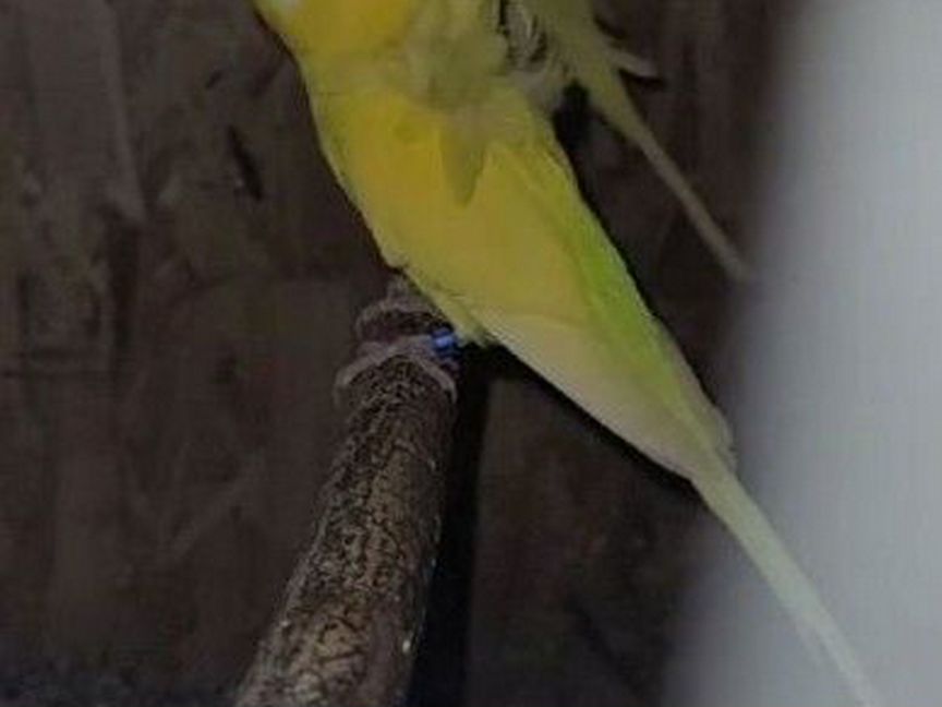 Попугай хагорома