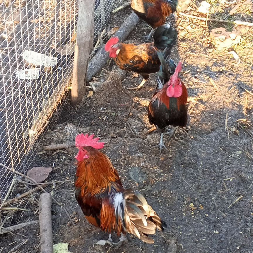 Курочки и петушки карликовые