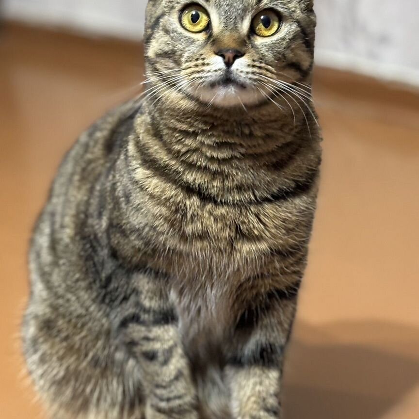 Кошечка ищет любящих хозяев