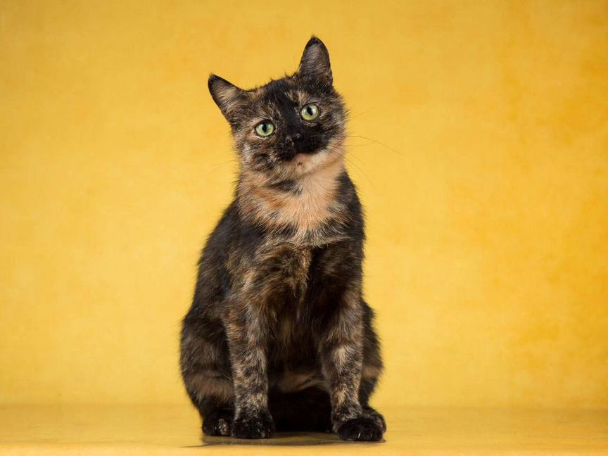 Кошка Снежинка в поисках любящей семьи