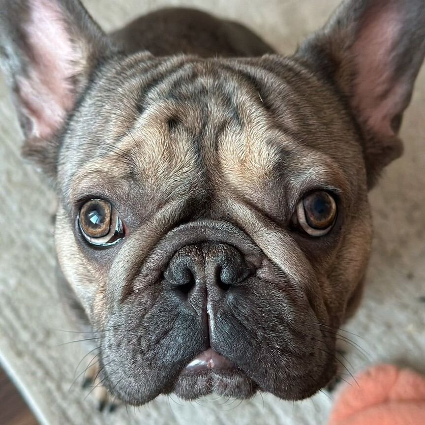 Случка французкий бульдог