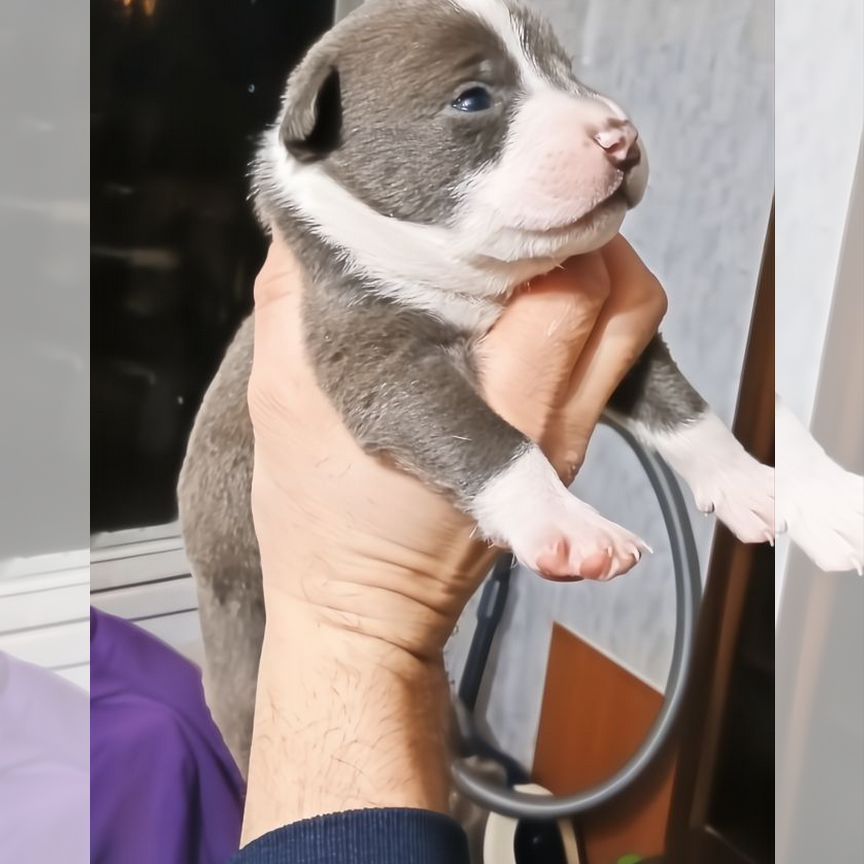 Американский питбультерьер, щенок