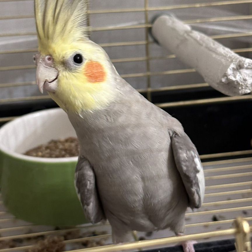 Попугай корелла с клеткой
