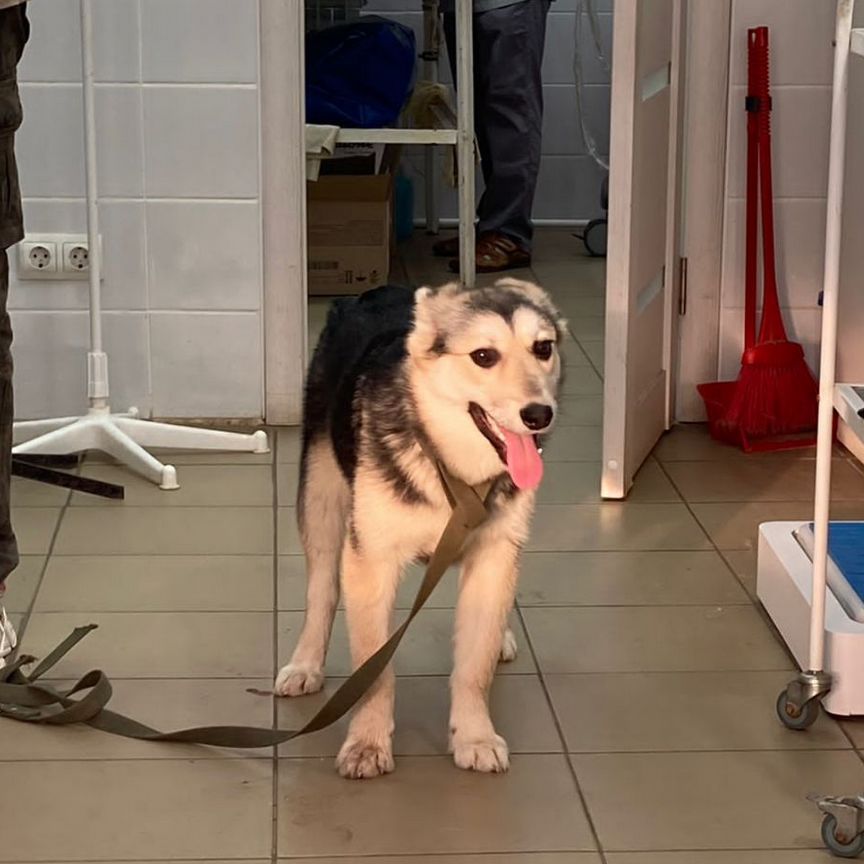 Взрослая собака в добрые руки