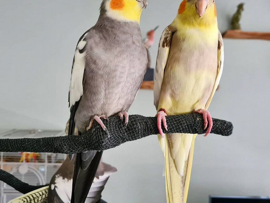 Попугай корелла