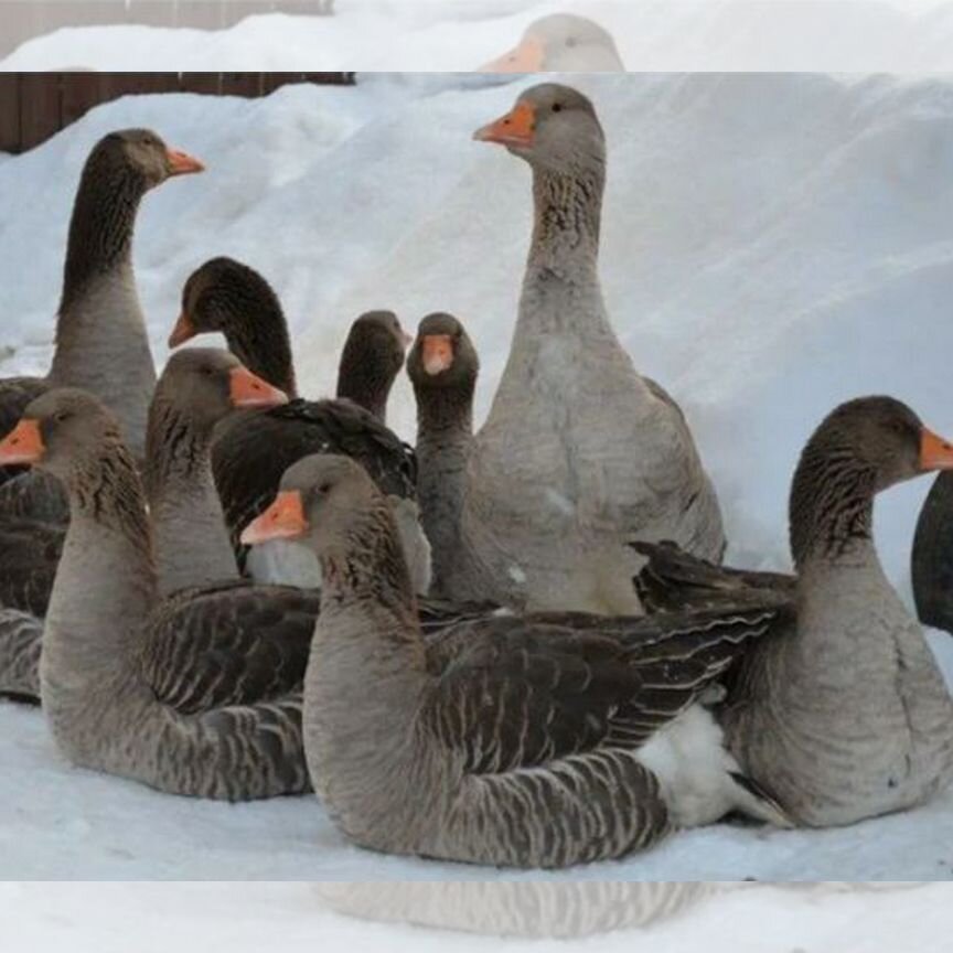 Гусята суточные Линда.Крупный серый