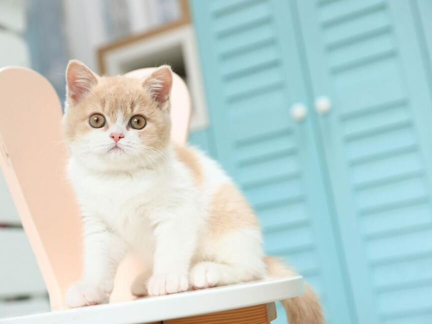 Британский кремовый котенок