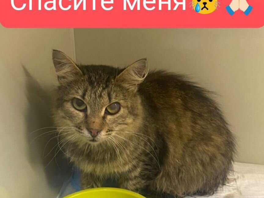 Кошка в дар бесплатно