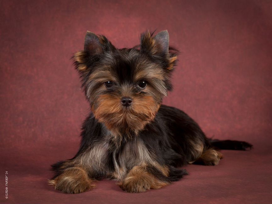 Йоркширский терьер (девочка )