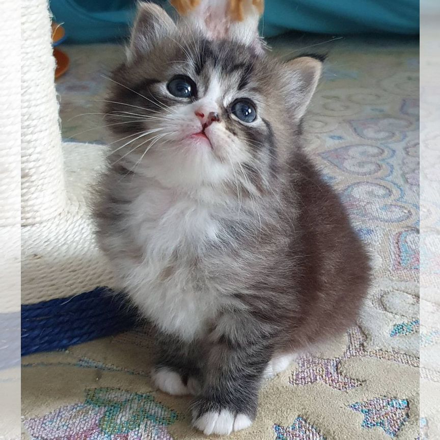 Сибирские котята