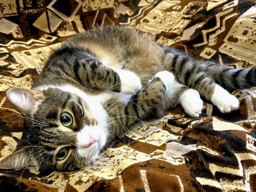 Кот Тимофей