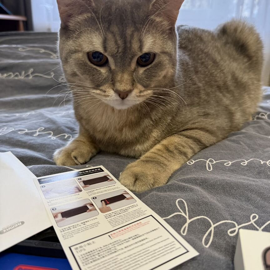 Взрослая кошка в добрые руки