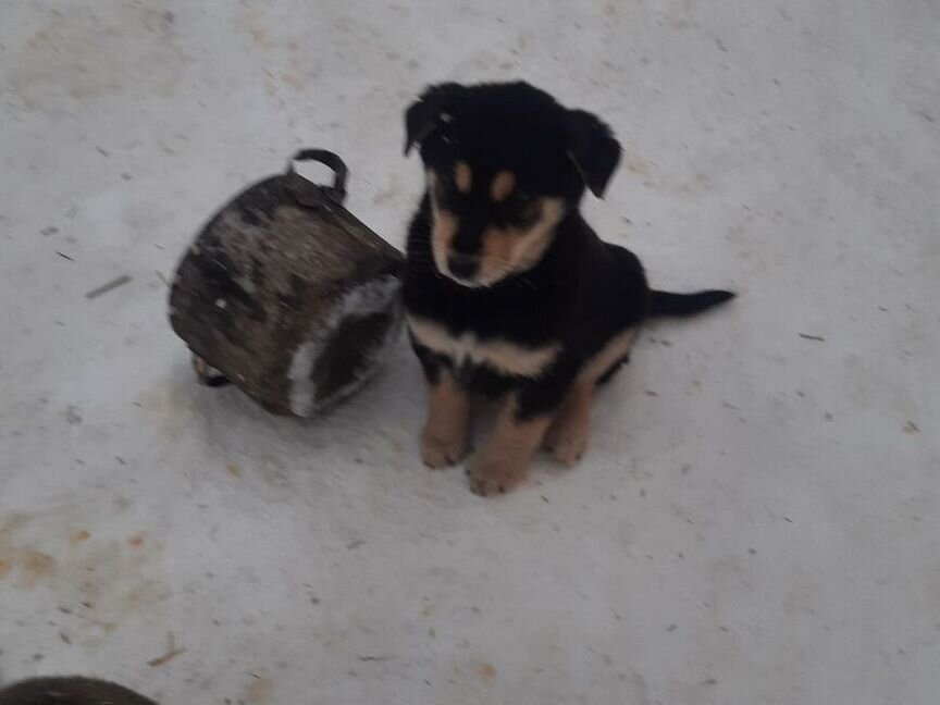 Кутята в добрые руки