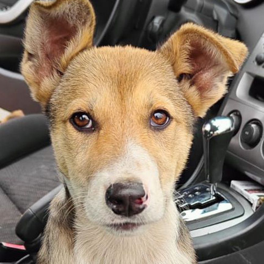 Маленький щенок в добрые руки бесплатно