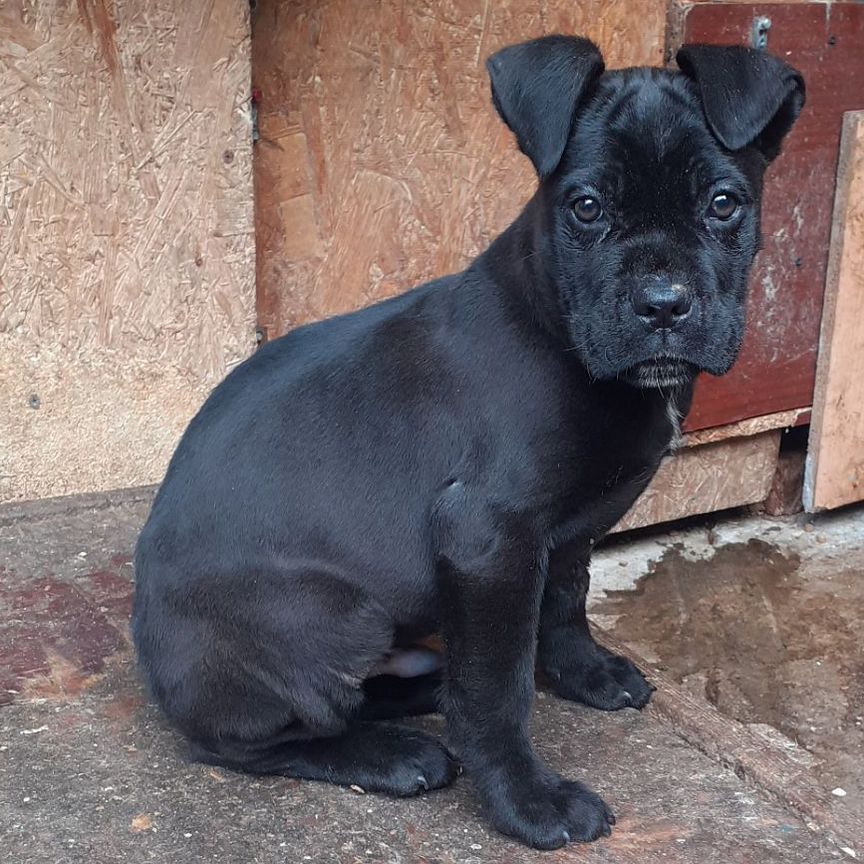 Кане-корсо мальчики чёрные и серый