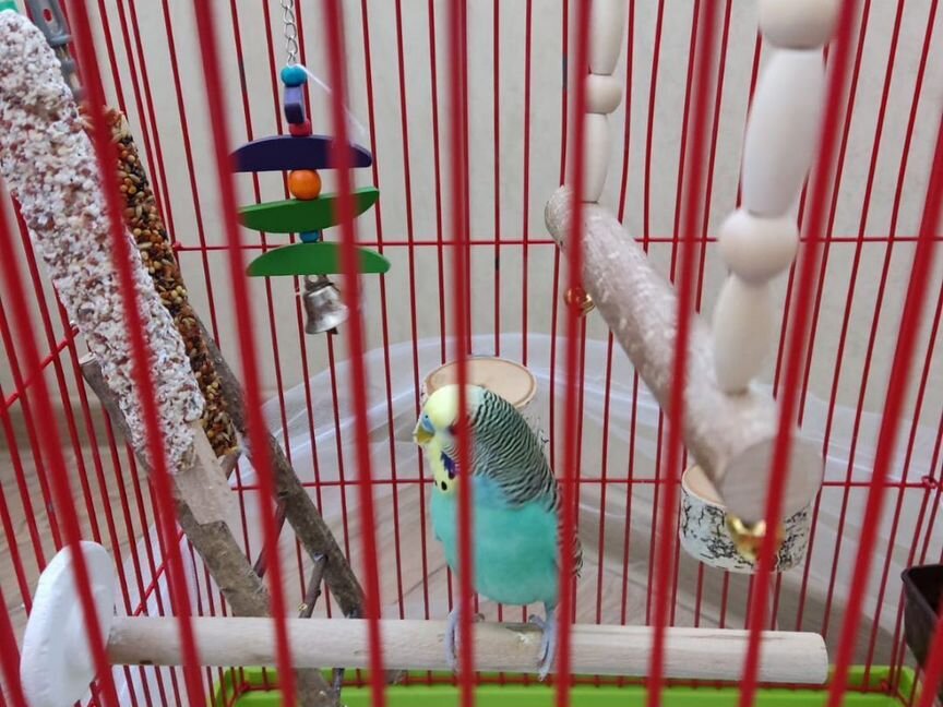 Птенцы волнистый попугай с клеткой