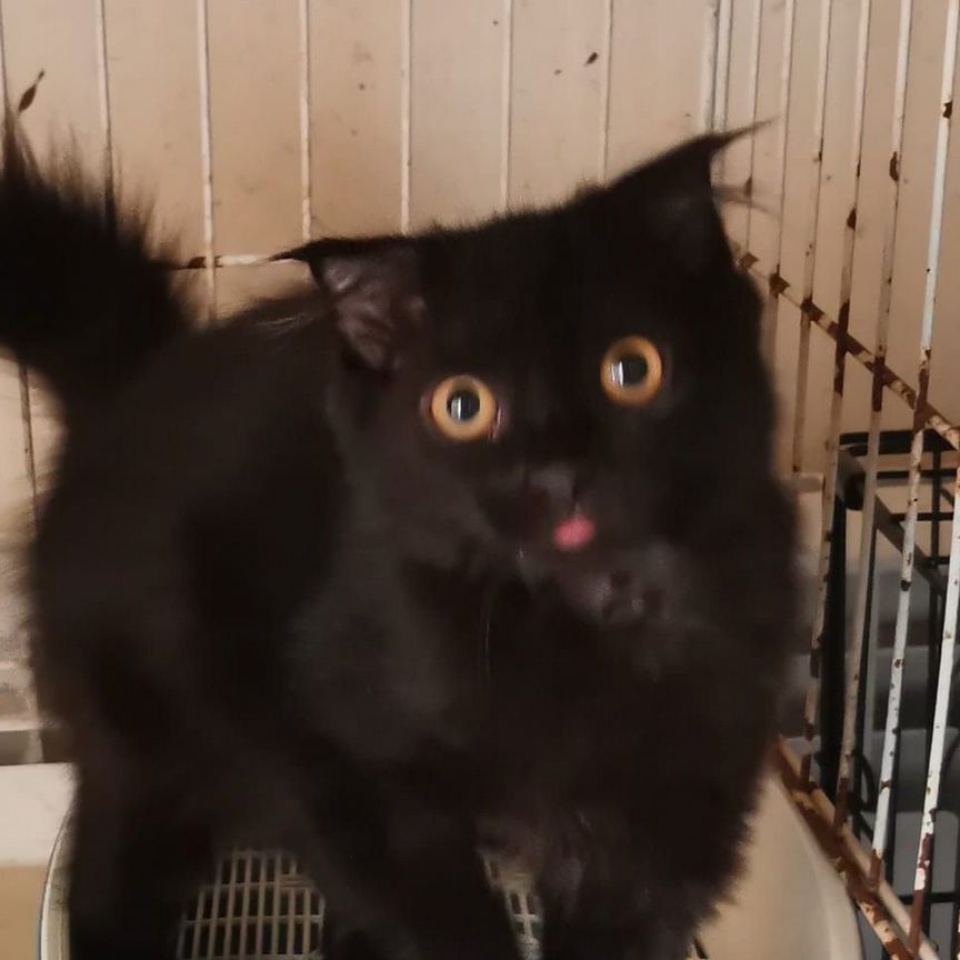 Бесподобная девочка, котенок, 3,5 мес., ищет дом