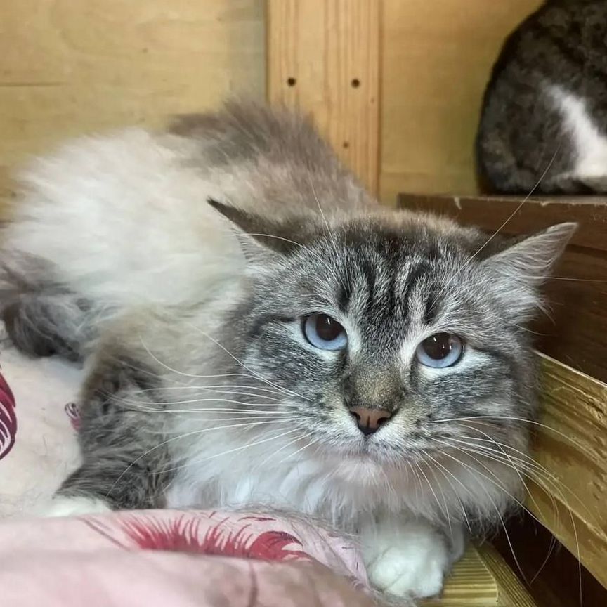 Взрослая, кошка в добрые руки