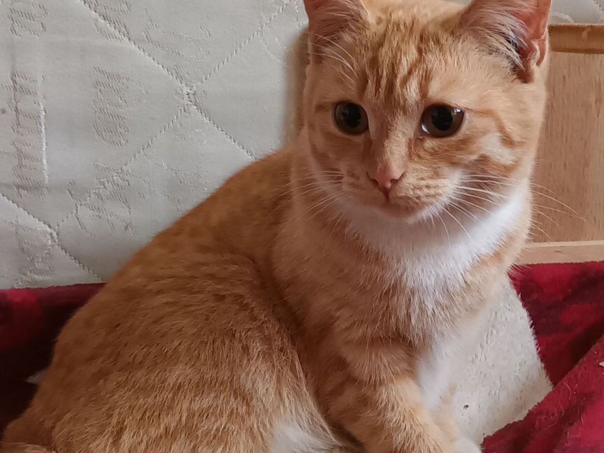 Кошки в добрые руки бесплатно