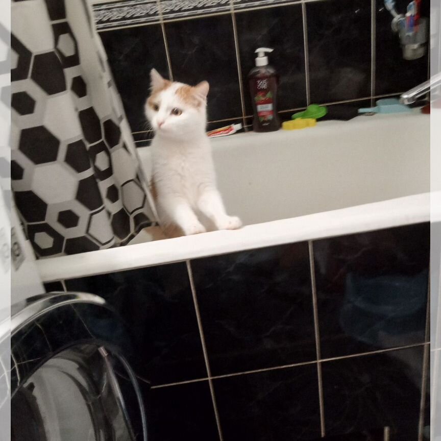 Шотландский вислоухий длинношёрстный кот, взрослый