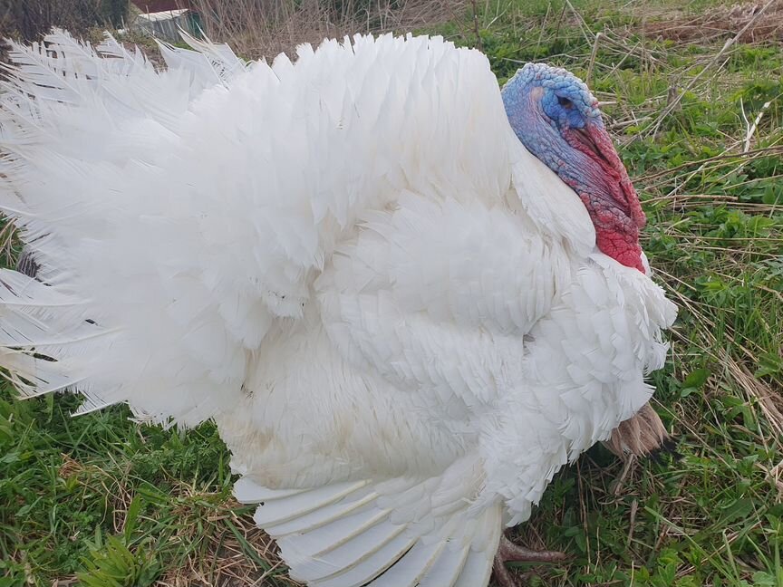 Индюк самец