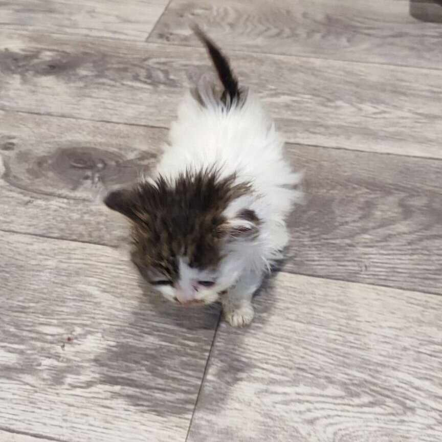 Котёнок в добрые руки