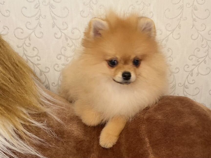 Милый курносик Игнат