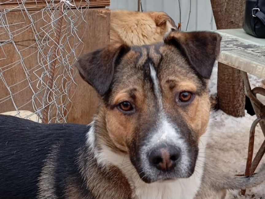 Собака в добрые руки щенок