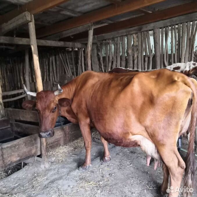 Корова глубокостельная (7 месяцев), стельностнь 7