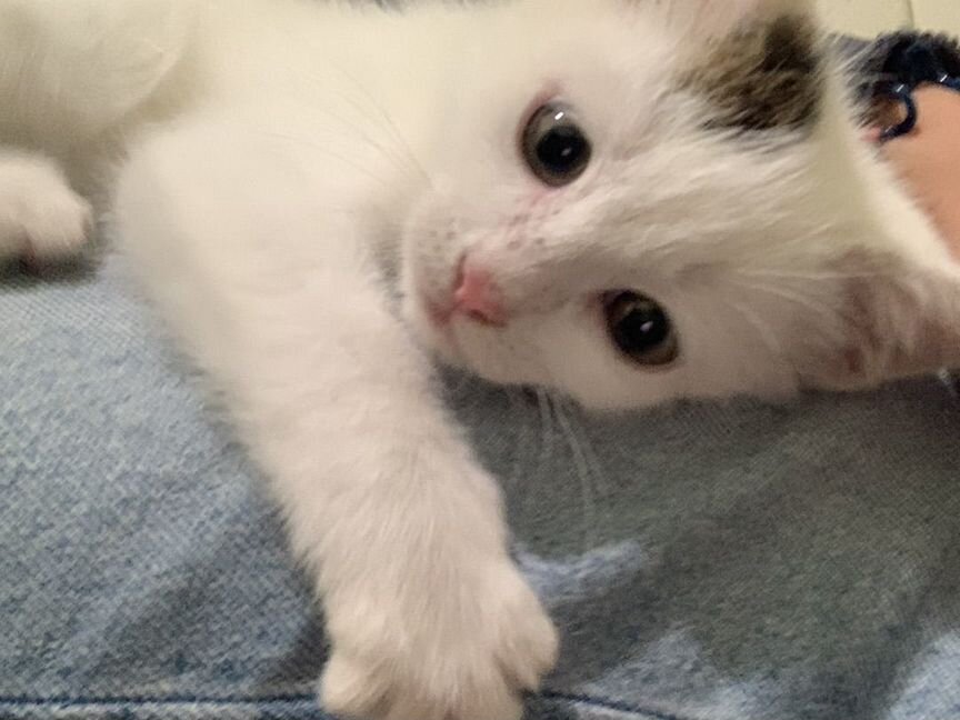 Котенок Зефирка в добрые руки