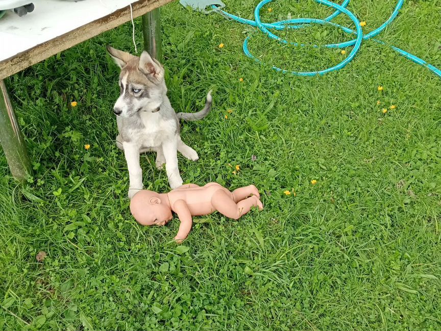 Отдам в добрые руки