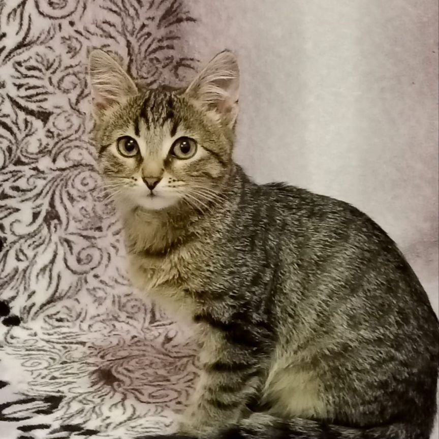 Кошки