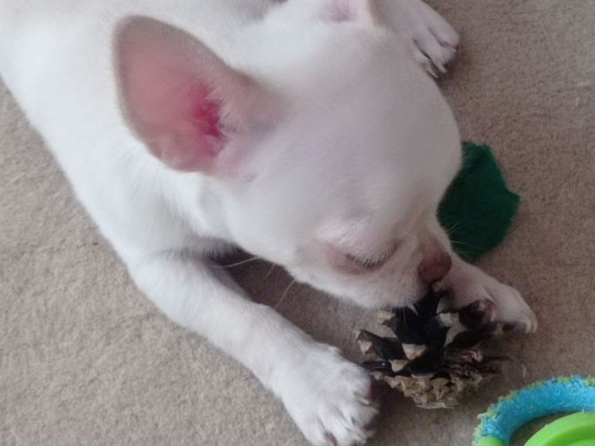 Щеночек чихуахуа