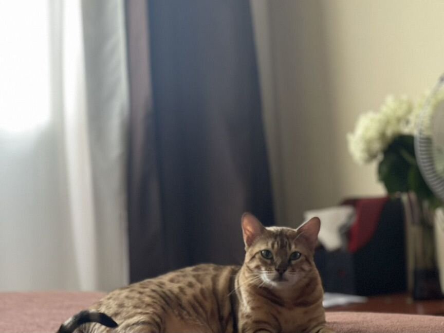 Бенгальская кошка бесплатно