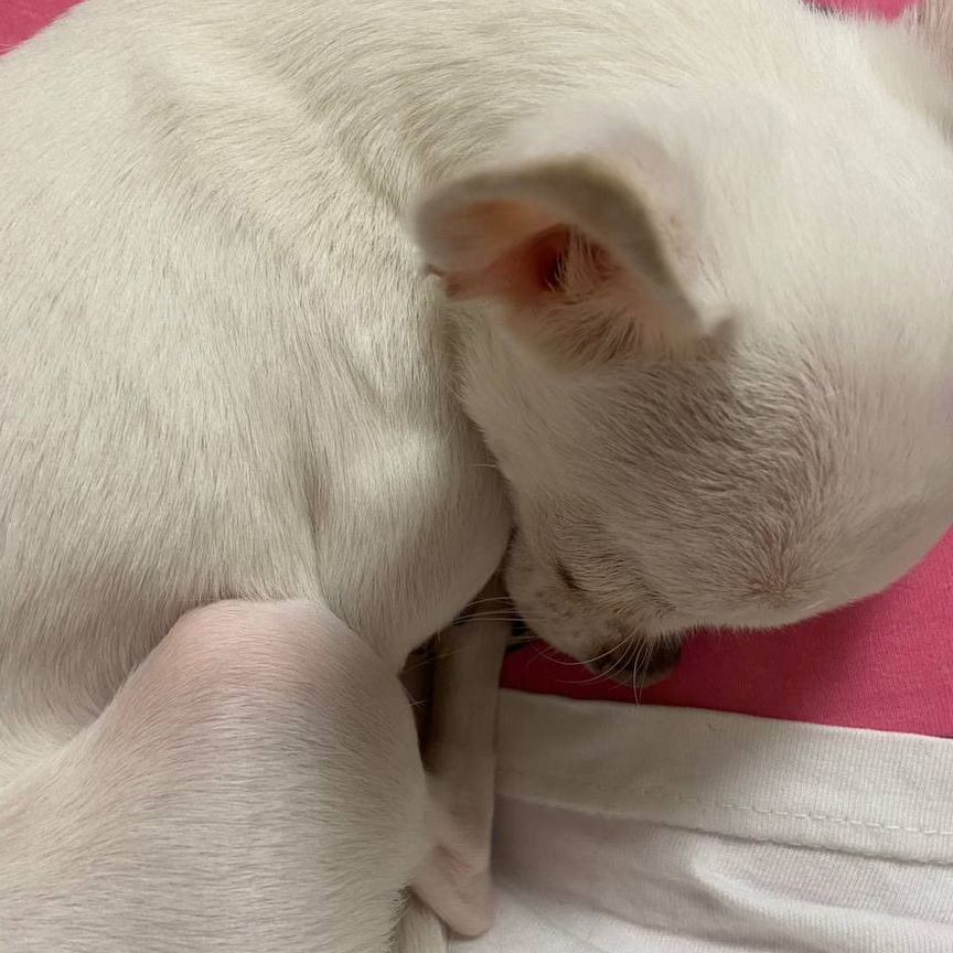 Породистый мальчик Чихуахуа