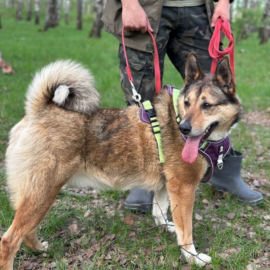 Метис лайки девочка попала в приют