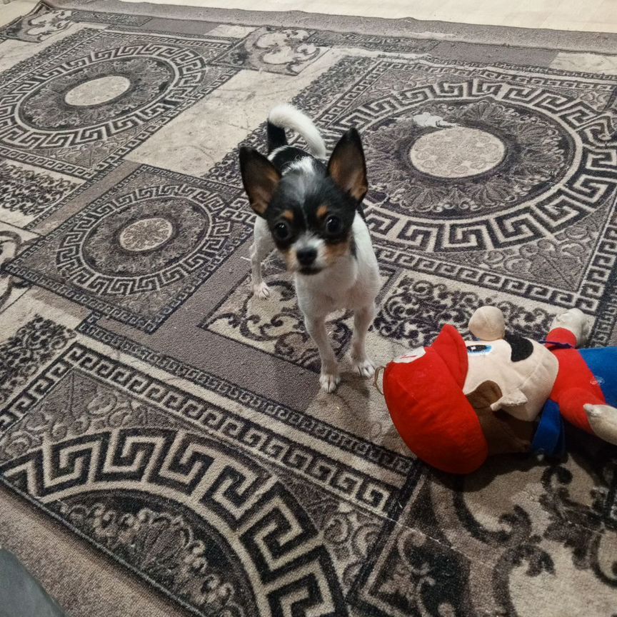 Случка чихуахуа