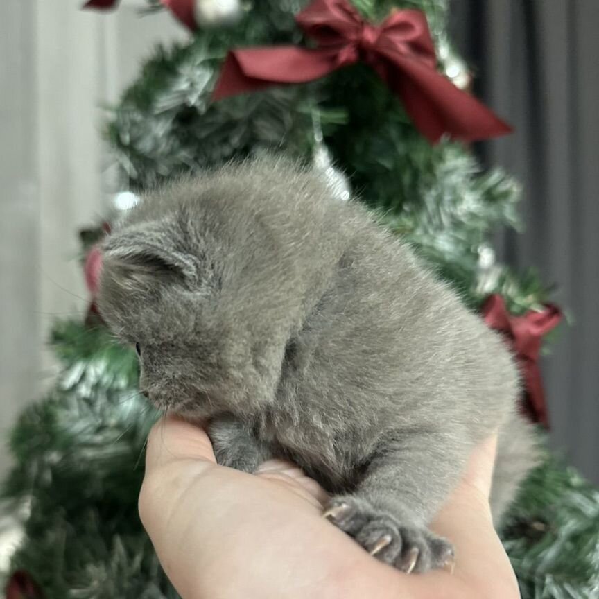 Британский короткошёрстный котёнок