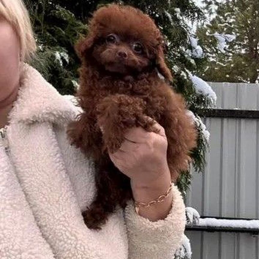 Той-пудель, щенок