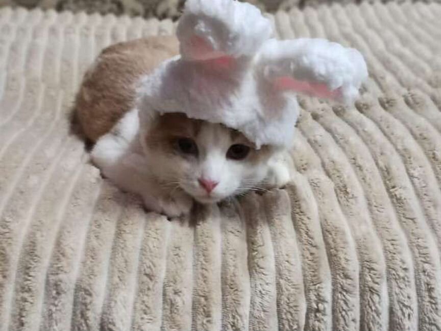 Котик в добрые руки