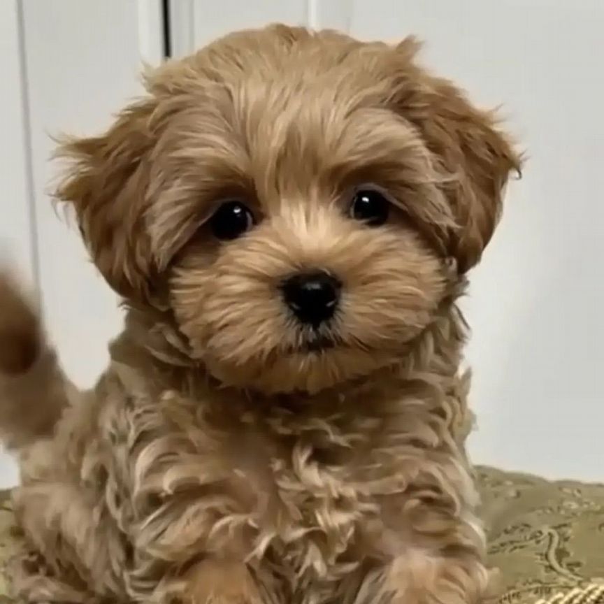 Мальтипу, щенок